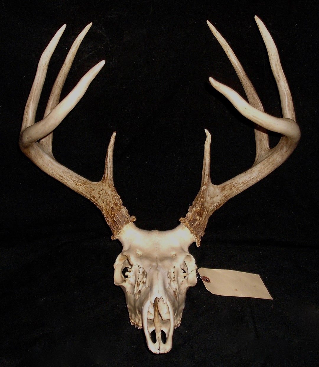 TALL TINES 4x4 Full Skull Whitetail Deer Antlers Taxidermy - Etsy