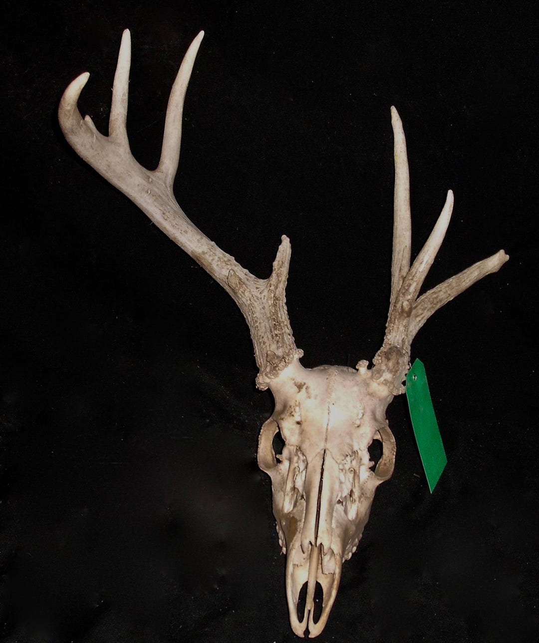 CRAZY COOL FREAK Full Skull Whitetail Deer Antlers Taxidermy Horns ...
