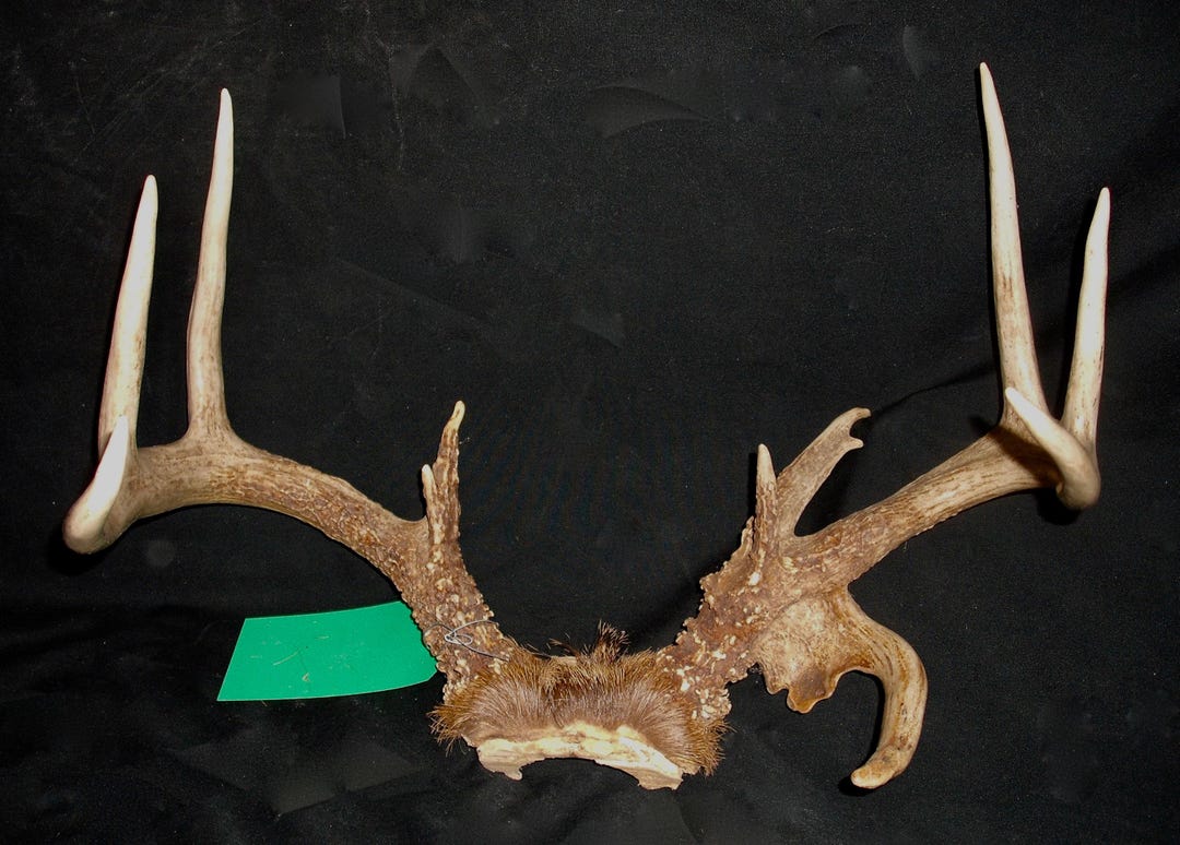 SUPER COOL MELTED Tine Look Whitetail Deer Antlers Taxidermy Horns Rack ...