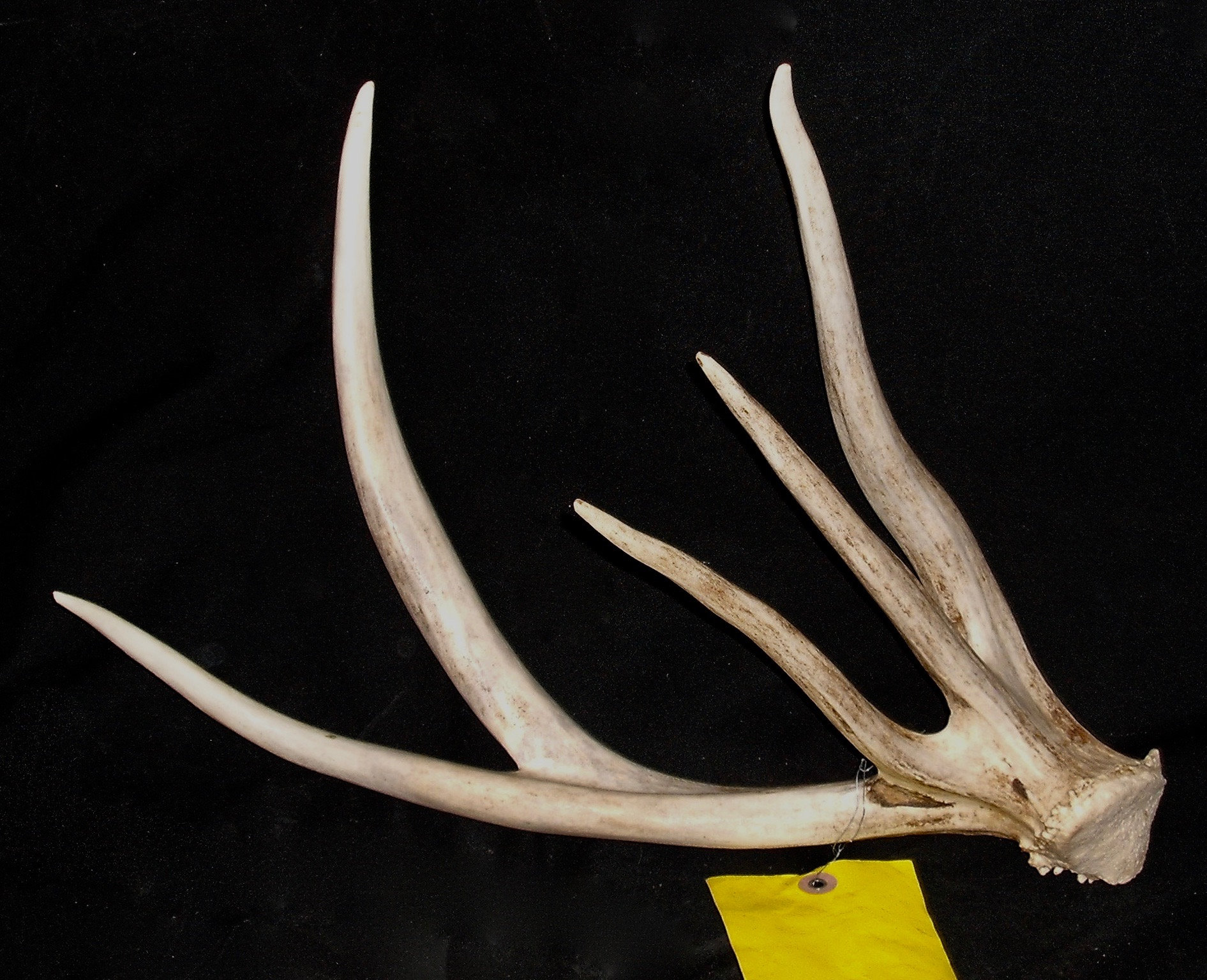 TRIPLE BROW TINE Whitetail Deer Antler Taxidermy Horn Shed Cabin 76A - Etsy