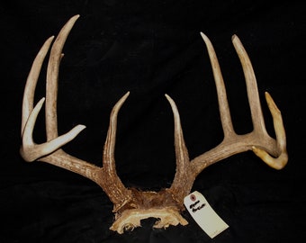 10 Point Whitetail Rack - Etsy