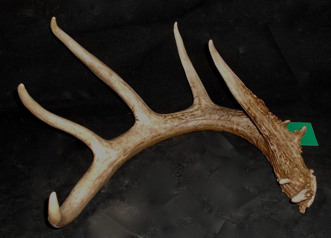 LONG MAIN BEAM 5 Point Whitetail Deer Antler Taxidermy Horn Shed Cabin ...