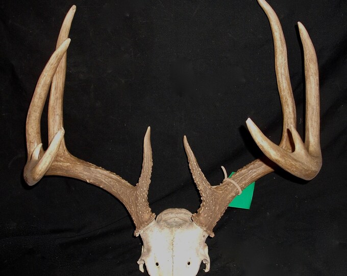 GREAT TALL TINES Whitetail Deer Antlers Taxidermy Horns Rack Cabin Nice ...