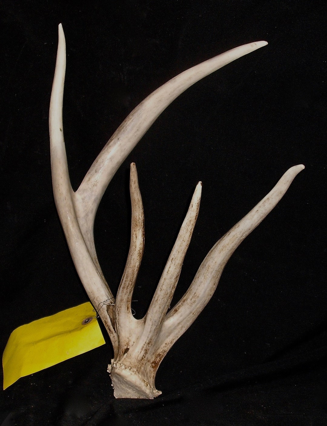 TRIPLE BROW TINE Whitetail Deer Antler Taxidermy Horn Shed Cabin 76A - Etsy