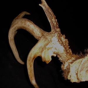 SUPER COOL MELTED Tine Look Whitetail Deer Antlers Taxidermy Horns Rack ...