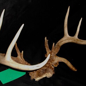 SUPER COOL MELTED Tine Look Whitetail Deer Antlers Taxidermy Horns Rack ...
