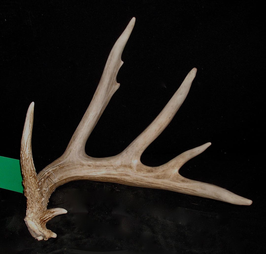 BIG BEAUTIFUL 5 Point Typical Plus Whitetail Deer Antlers Taxidermy ...