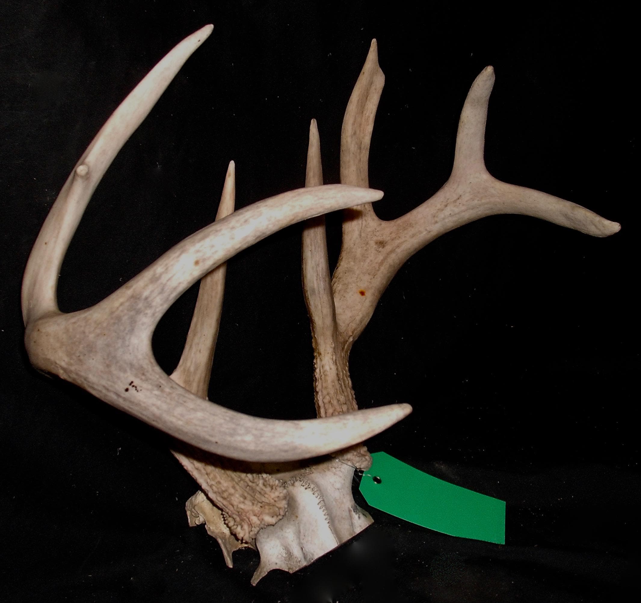 MAGNUM BROW TINES 4x4 Whitetail Deer Antlers Taxidermy Horns Rack Cabin ...
