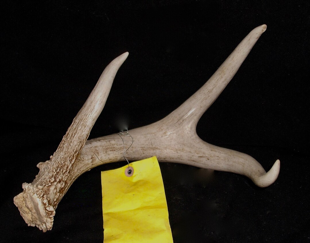 FAT MASSIVE 3 Point Whitetail Deer Antler Taxidermy Horn SHED Cabin ...