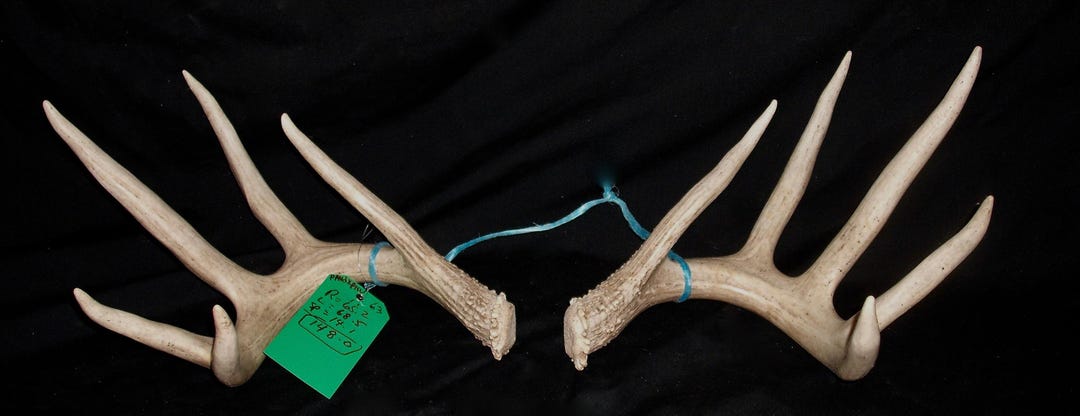 VERY NICE TALL Brow Tines 5x5 Whitetail Deer Antlers Taxidermy Horns ...