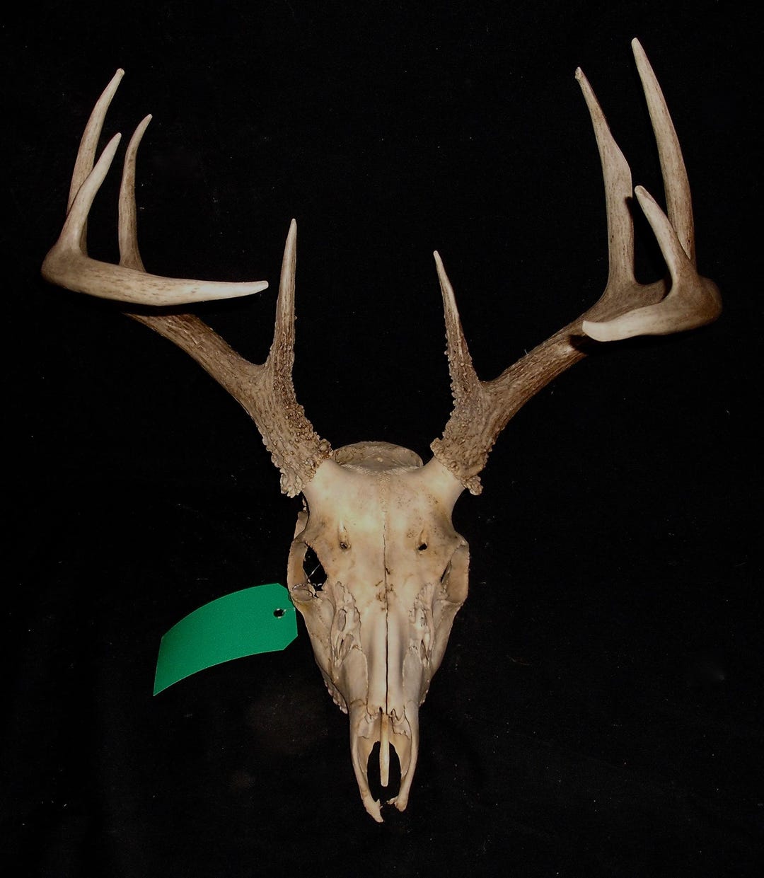 GREAT 5x5 FULL SKULL Whitetail Deer Antlers Taxidermy Horns Cabin Nice ...