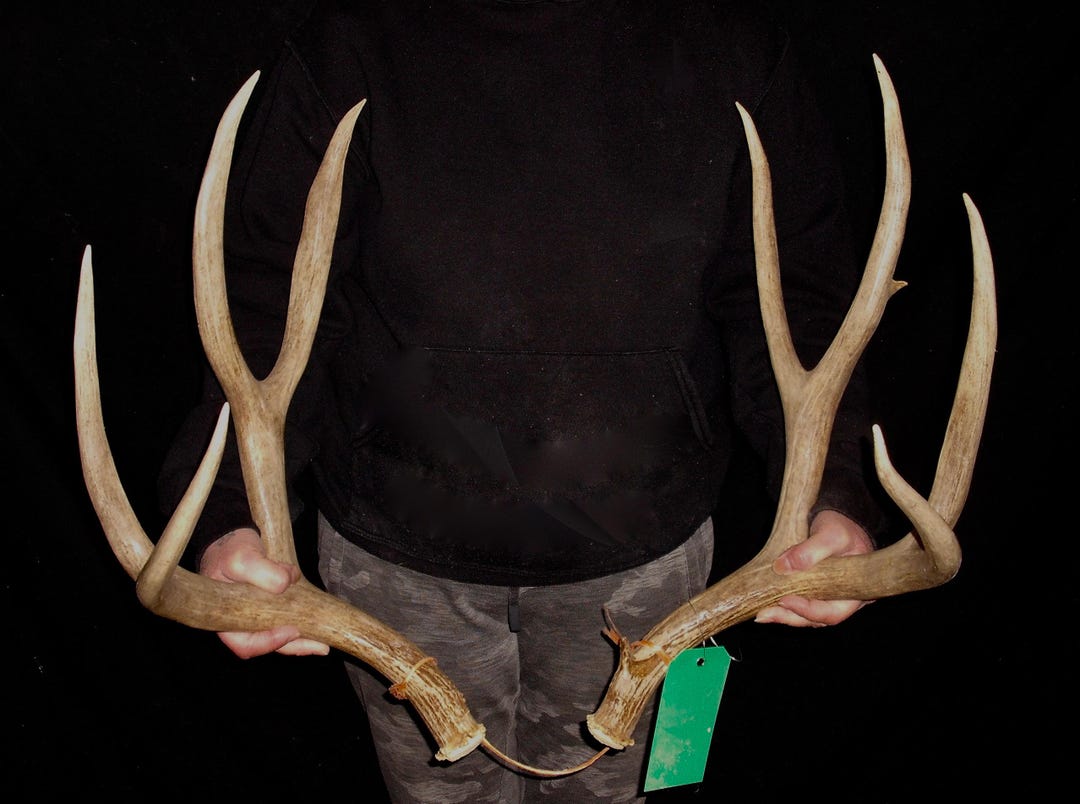BIG 4x5 TYPICAL Mule Deer Antlers Taxidermy Horns SHEDS Cabin Nice Deep ...