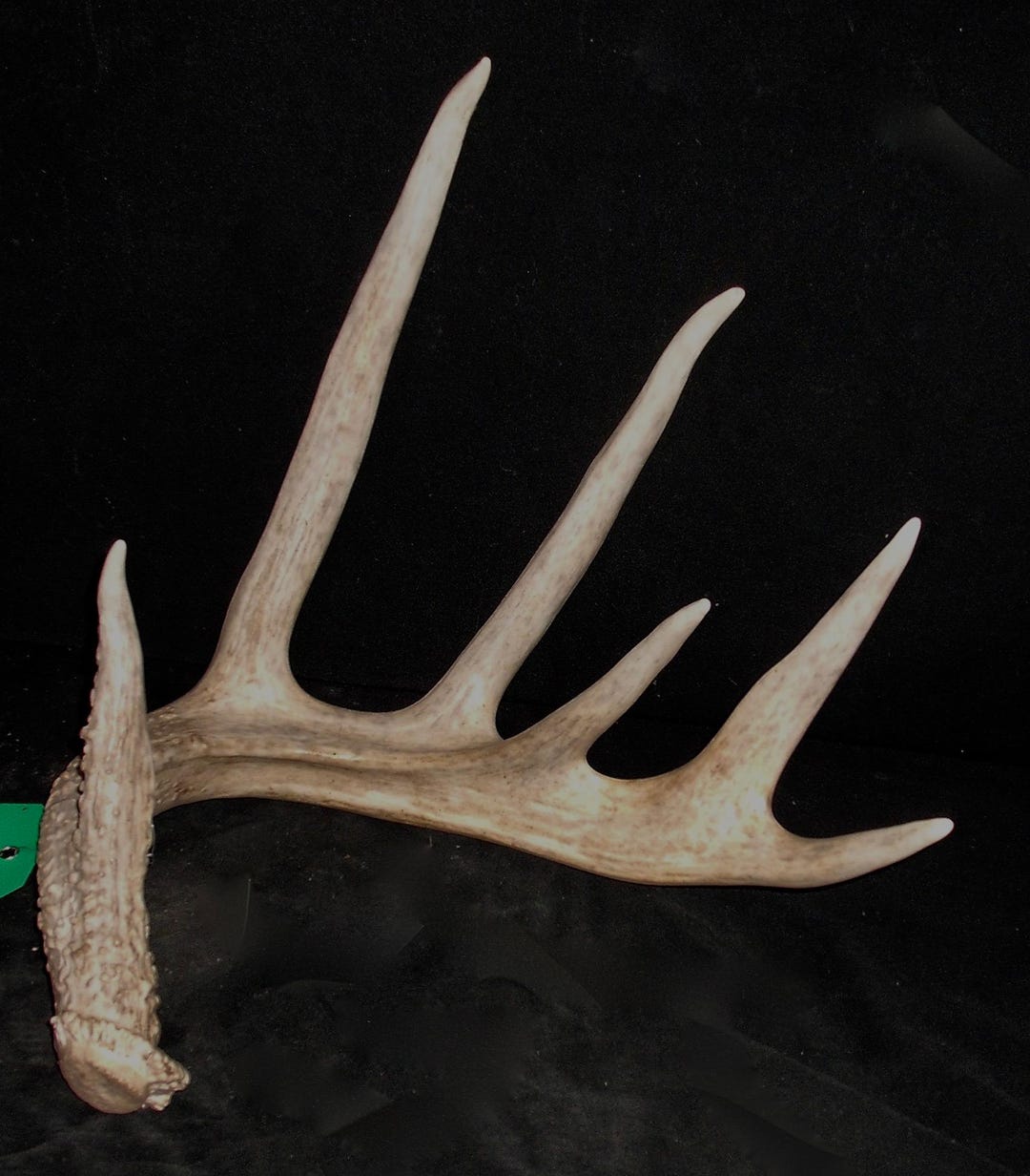 GREAT 6 Point Whitetail Deer Antlers Taxidermy Horn SHED Cabin Nice ...