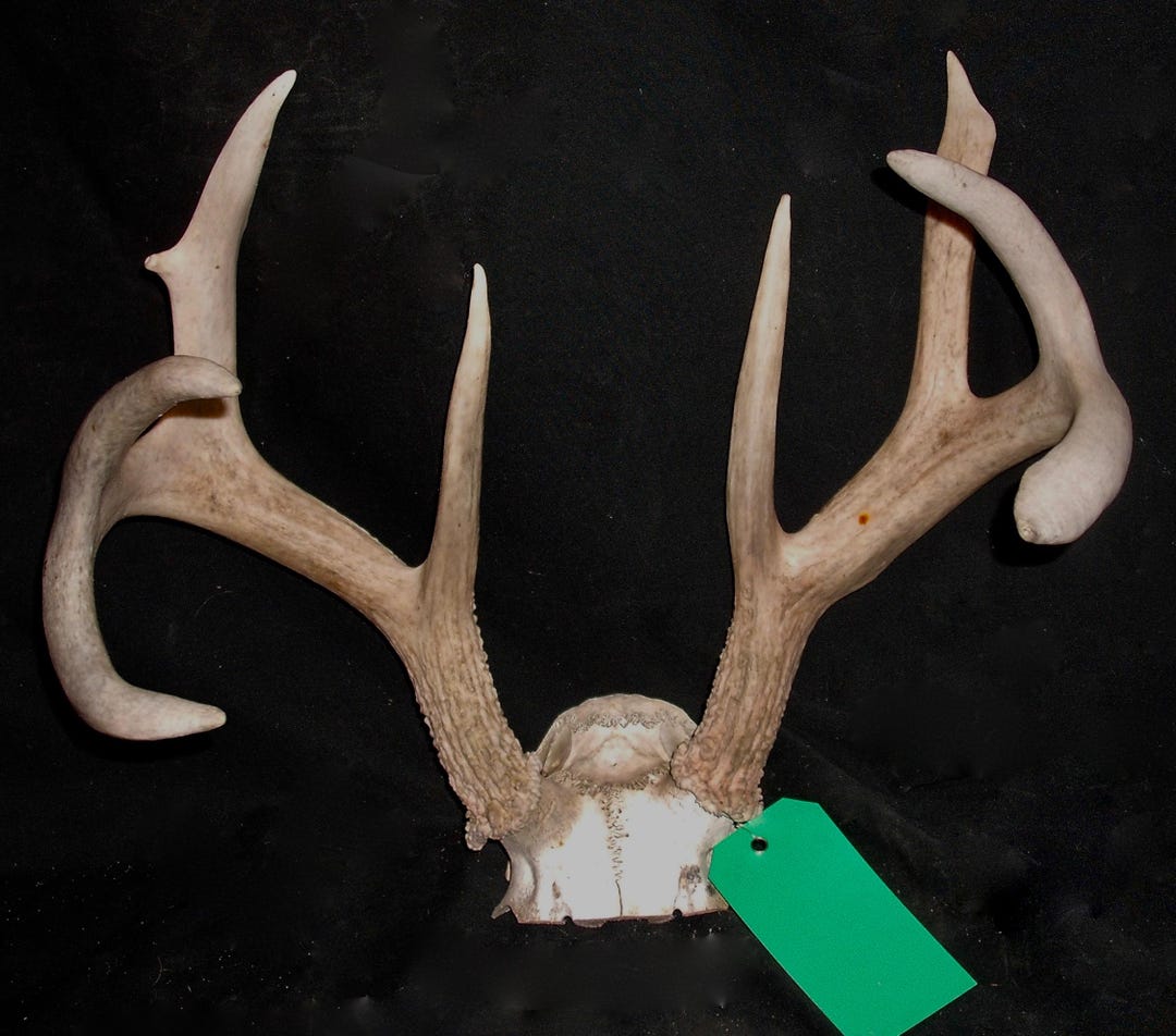 MAGNUM BROW TINES 4x4 Whitetail Deer Antlers Taxidermy Horns Rack Cabin ...