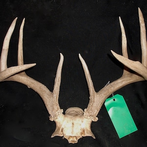 TALL BROW TINES 4x4 Whitetail Deer Antlers Taxidermy Horns Rack Cabin ...