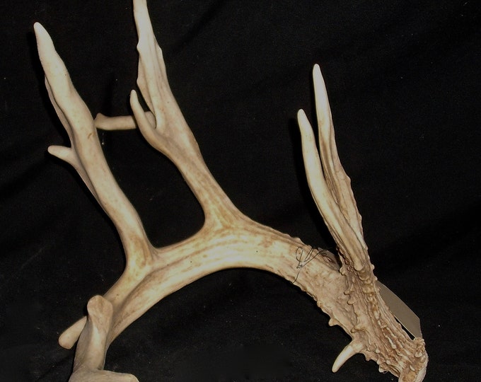 GIANT SPLIT Brow Tine Whitetail Deer Antler Taxidermy Horn SHED Cabin ...