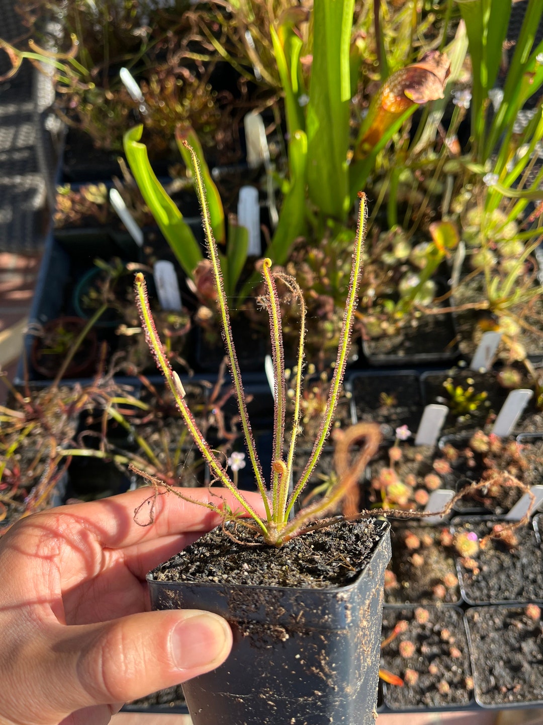 Drosera dreamsicle, Threadleaf Sundew, Live Carnivorous Plant in 2.5 ...