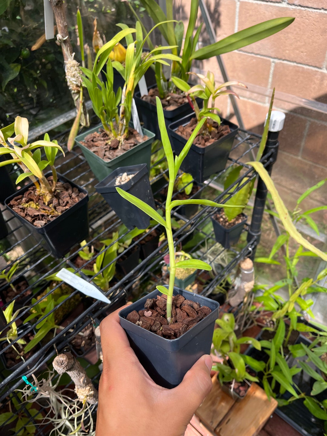 Epidendrum Radicans, Reed Stem Orchid, Five Star Orchid - Etsy