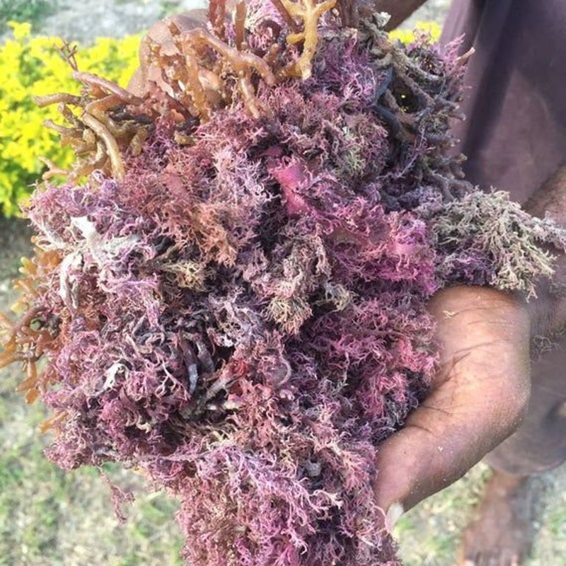Wild Sea Moss - Etsy