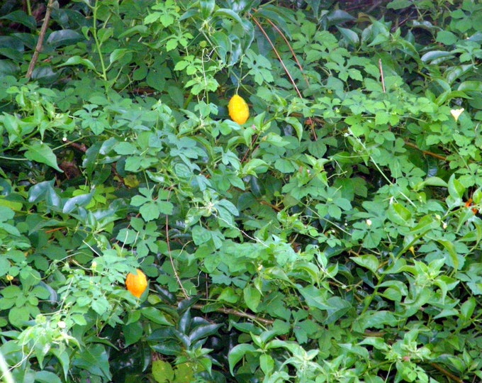 Cerasee Corella Bitter Melon Bush Tea No Chemicals/pesticides 15g - Etsy