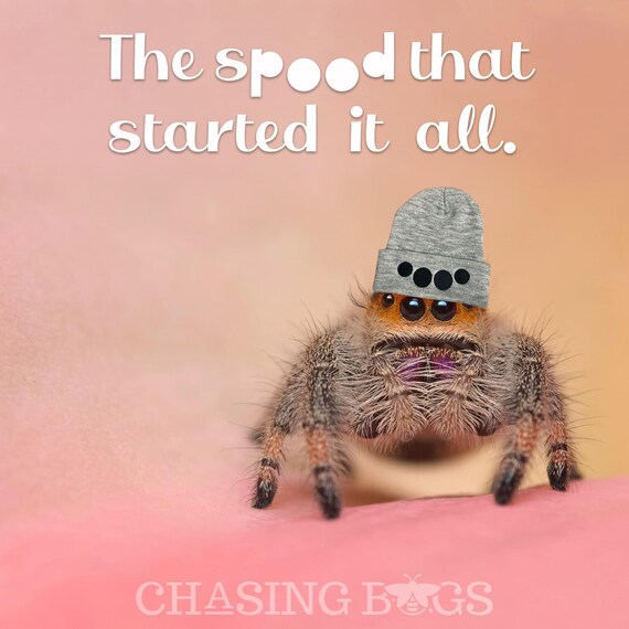 Spider Surprise Mother F Meme