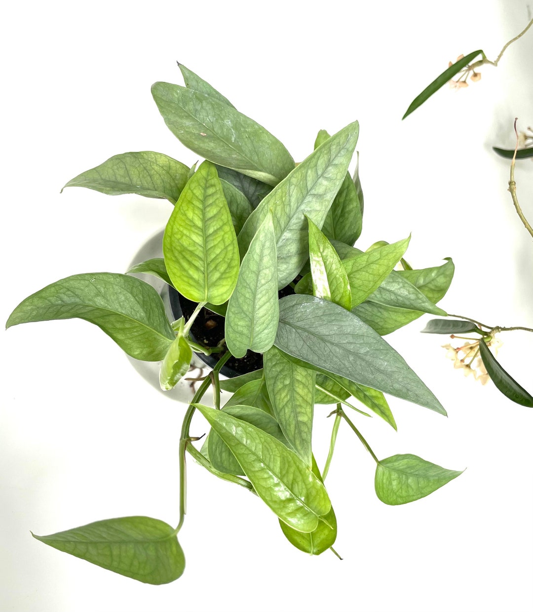 Rare Cebu Blue Pothos, Epipremnum Pinnatum, Silver-blue Foliage Easy-care Indoor Vine Low Light ...
