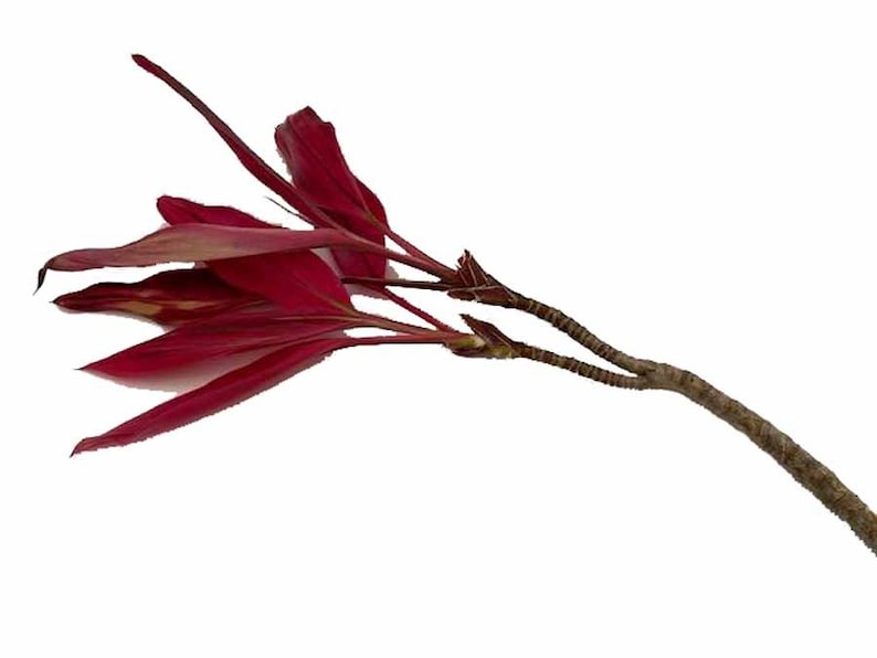 Cordyline Fruticosa Hawaiian Ti Plant Terminal Cuttings - Etsy Canada