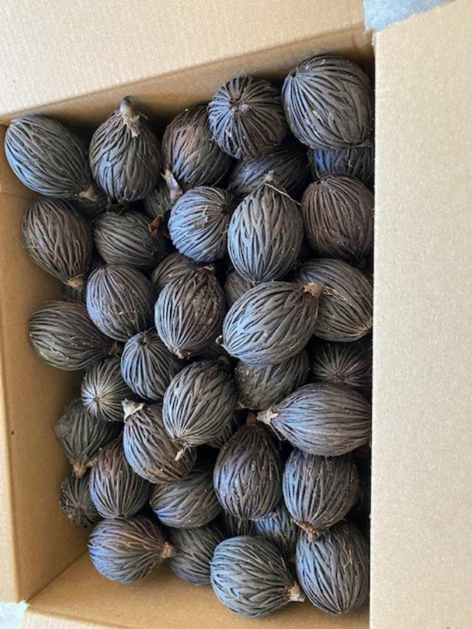 Clean Foxtail Palm Seeds Ready For Planting Freshly Etsy