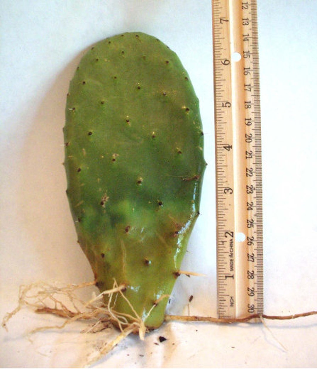 Prickly Pear Cactus Plants With Bare Roots, Organic, Spineless and ...