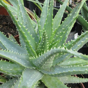 Dwarf Aloe Arborescens Organic Plants AKA A. Spinosissima. Select a ...