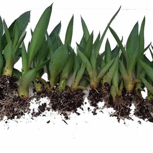 Cute Babies Agave Americana Plants, Bulbils, Plantlets - Etsy