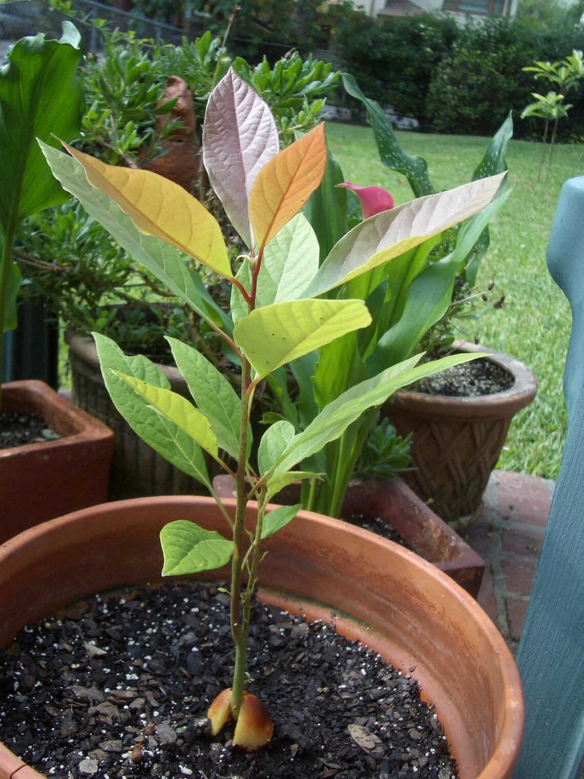 Hass Avocado Seeds Persea Americana Beauriful Flowers and | Etsy
