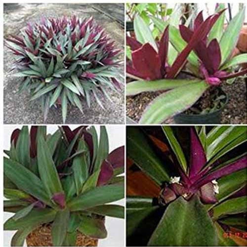 Dwarf Moses in the Cradle/ Boat Lily/ Oyster Plant - Etsy