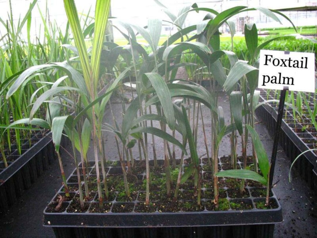 foxtail-palm-seedlings-assorted-sizes-you-choose-pack-of-2-etsy