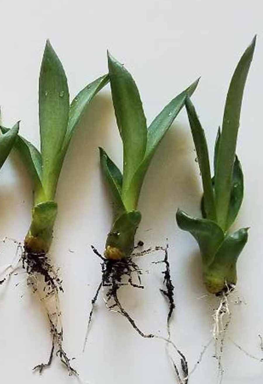 Agave Americana Babies at Marlene Christian blog