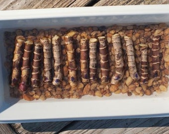 Red Sister Ti Plant | Etsy