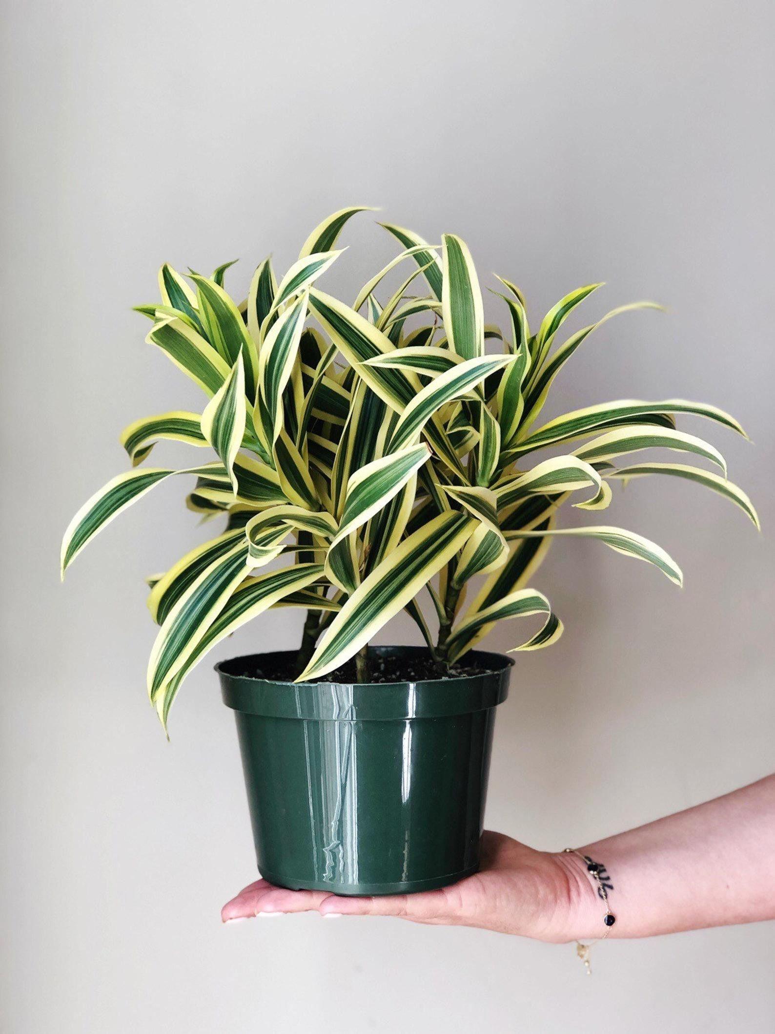 Dracaena Reflexa Variegata Song of India 2-pack Live Plant | Etsy Dracaena Reflexa Variegata Song of India 2-pack Live Plant | Etsy