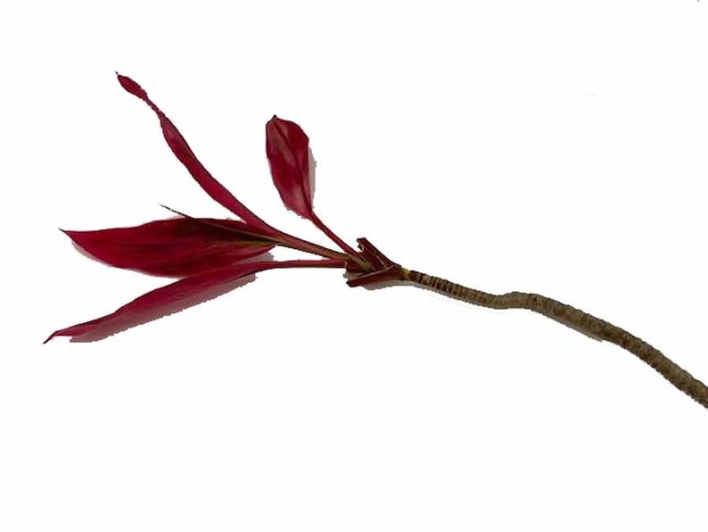 Cordyline Fruticosa Hawaiian Ti Plant Terminal Cuttings - Etsy Canada