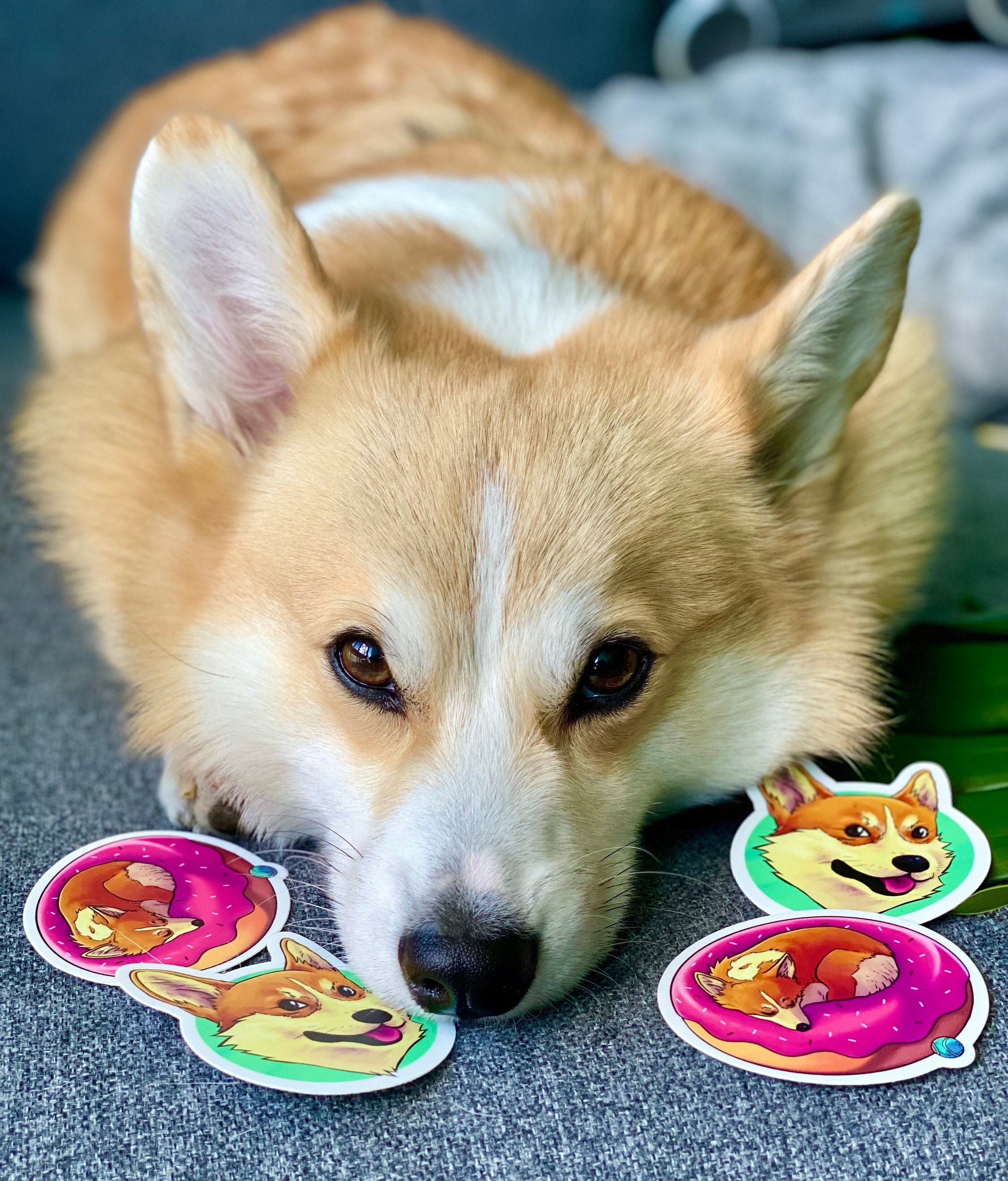 Knuckles the Corgi Sticker Pack 2 Vinyl Corgi Sticker Red Pembroke ...
