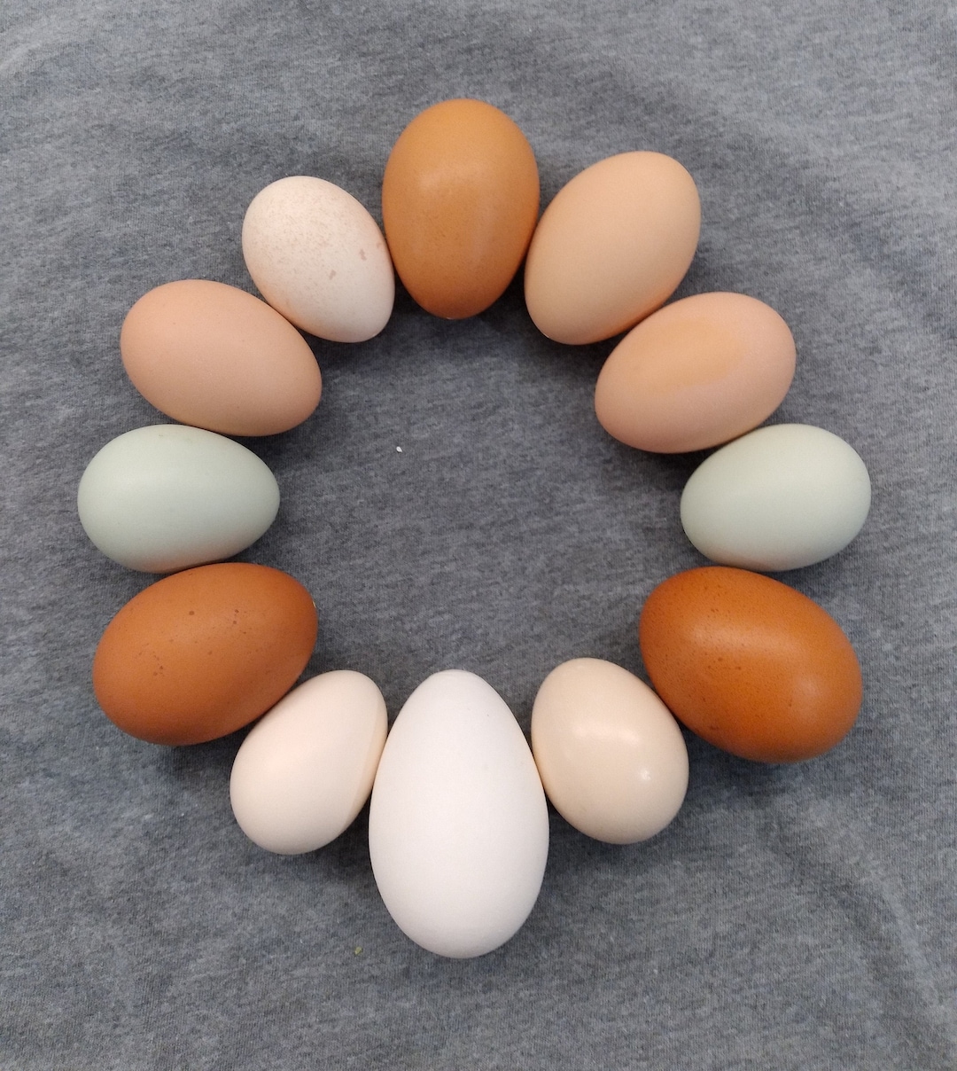 Hand Blown Chicken Egg Shells: Natural Colors, Farmhouse Decor - Etsy