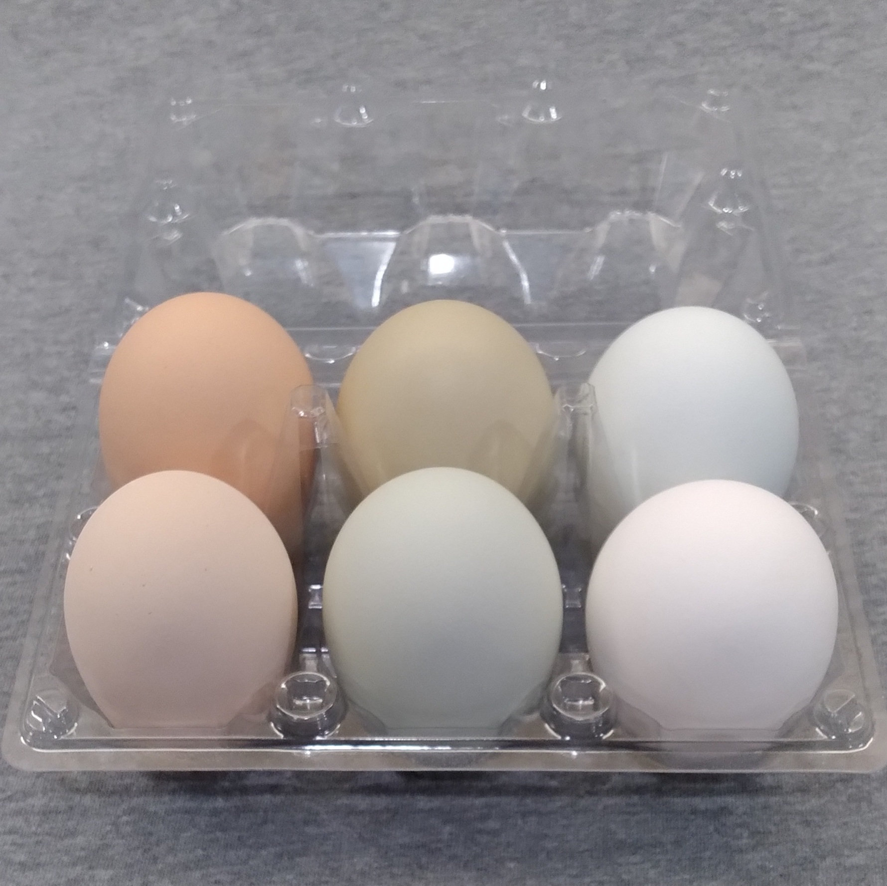 Pastel Chicken Egg Shells: Undyed, Hand Blown Easter Decor - Etsy