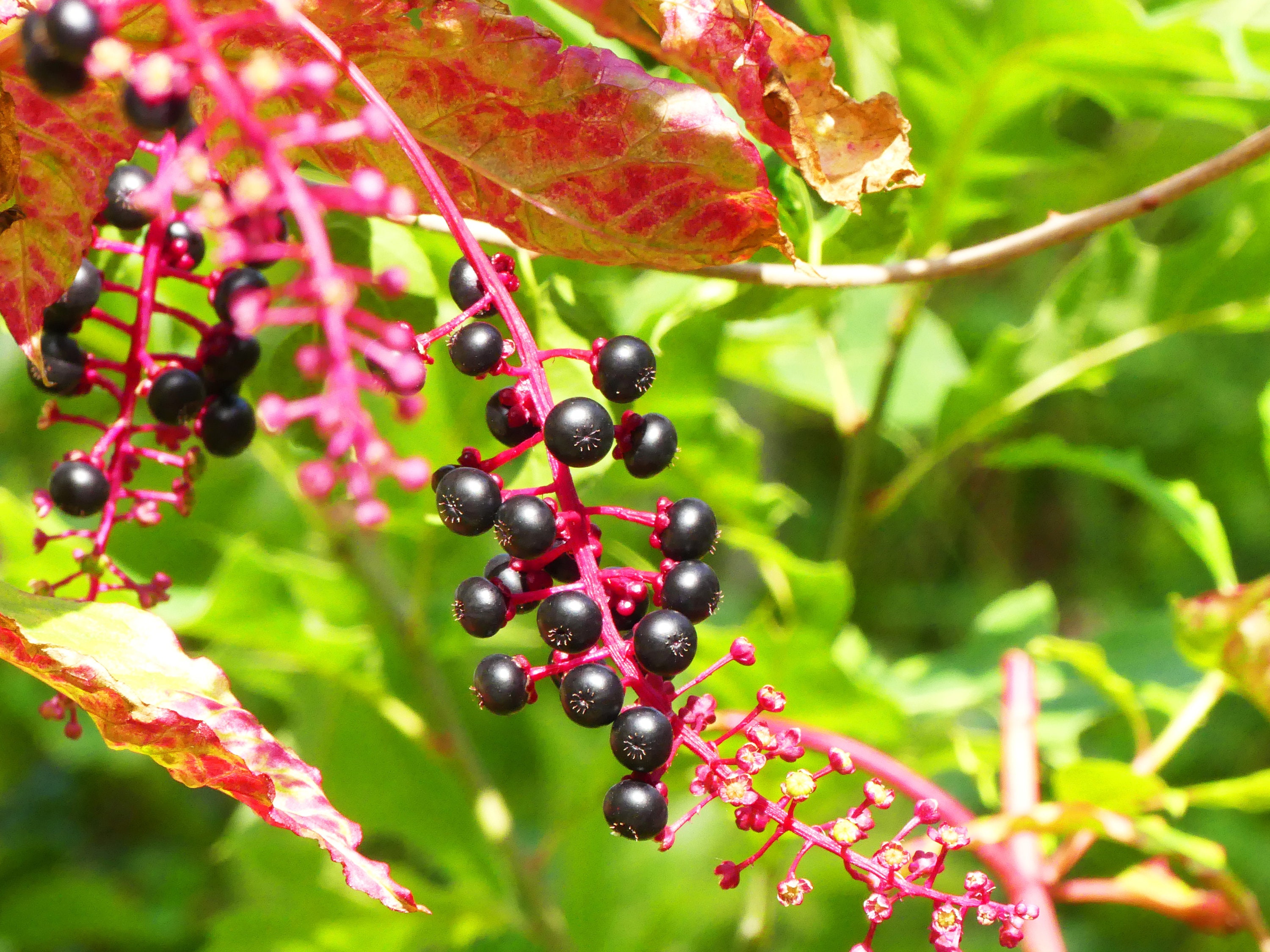 Pink Stems With Black Berries Digital Photo Download 4000 X 3000px - Etsy