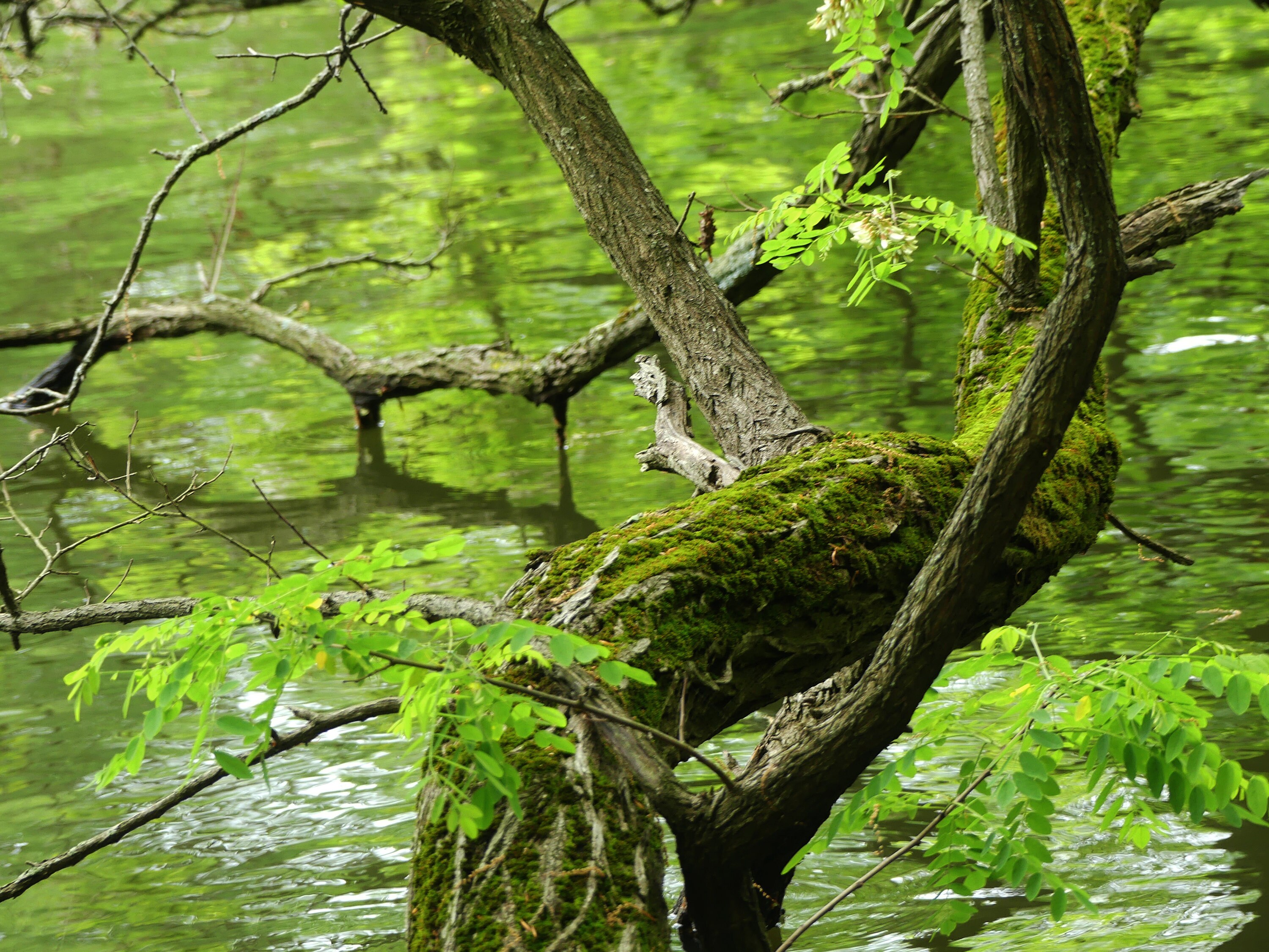 The Swamp's Moss Digital Photo Download 3000 X 4000px - Etsy