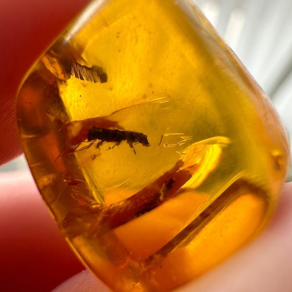 Amber With Insect - Etsy