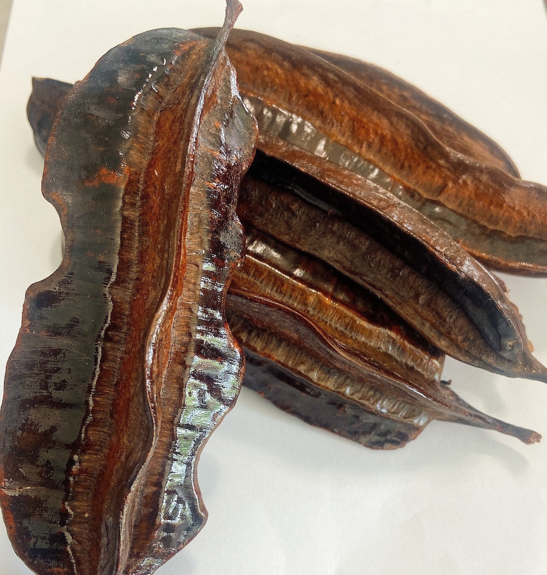 Prekese / Aidan Fruit / Tetrapleura Tetraplera / 6 Pieces / 10 Pieces ...