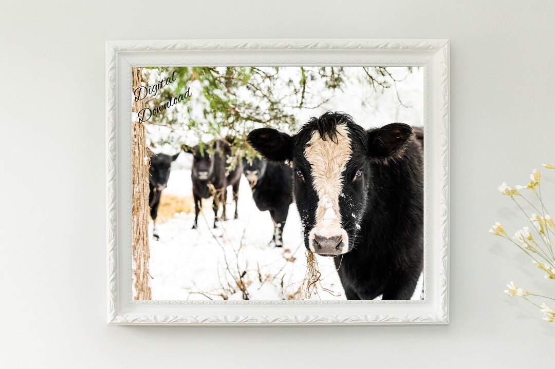 DIGITAL DOWNLOAD, Cows in Snow Photo, Cows in Snow Wall Art, Cow Wall ...