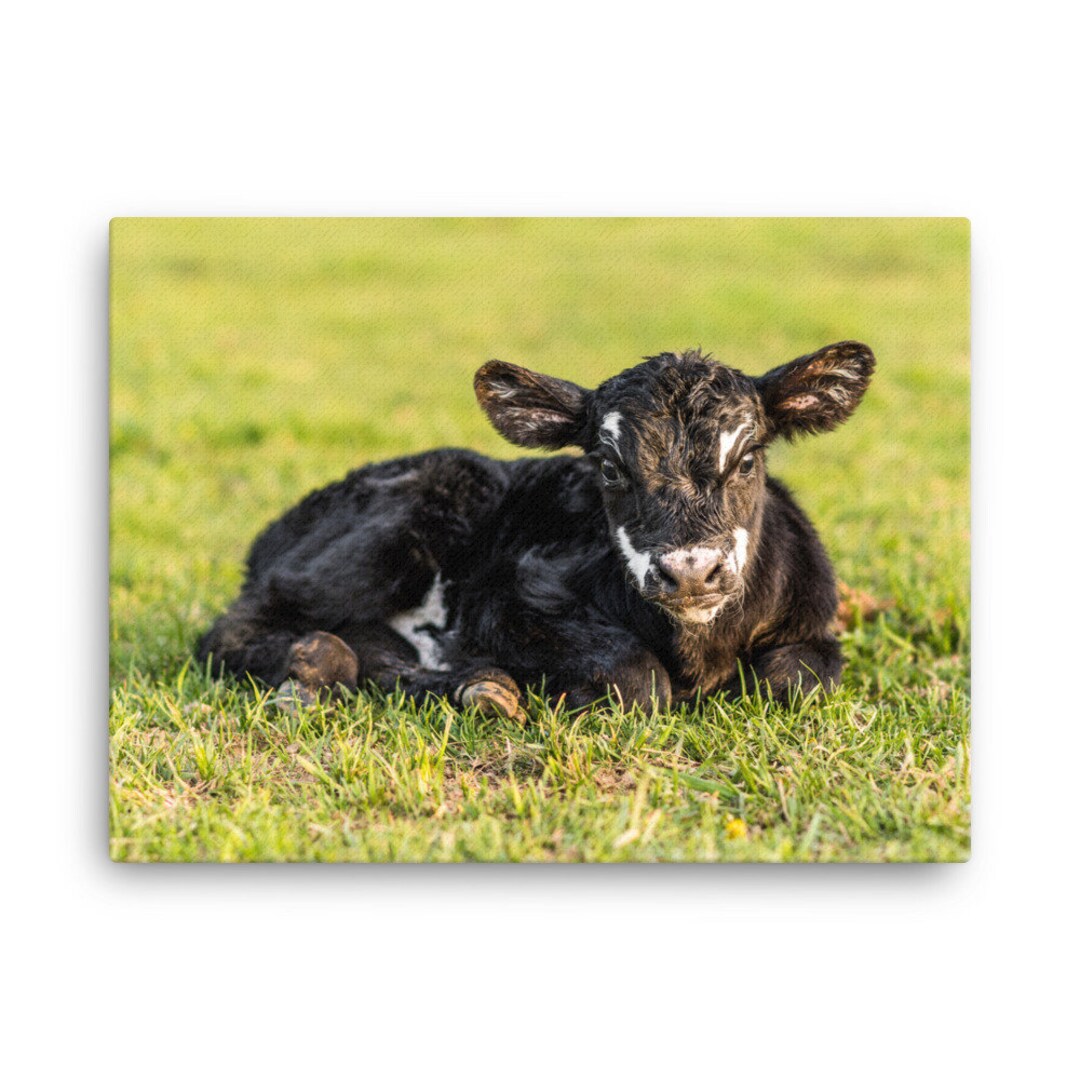Calf Canvas, Cow Canvas, Newborn Calf Canvas, Farmhouse Decor, on the ...