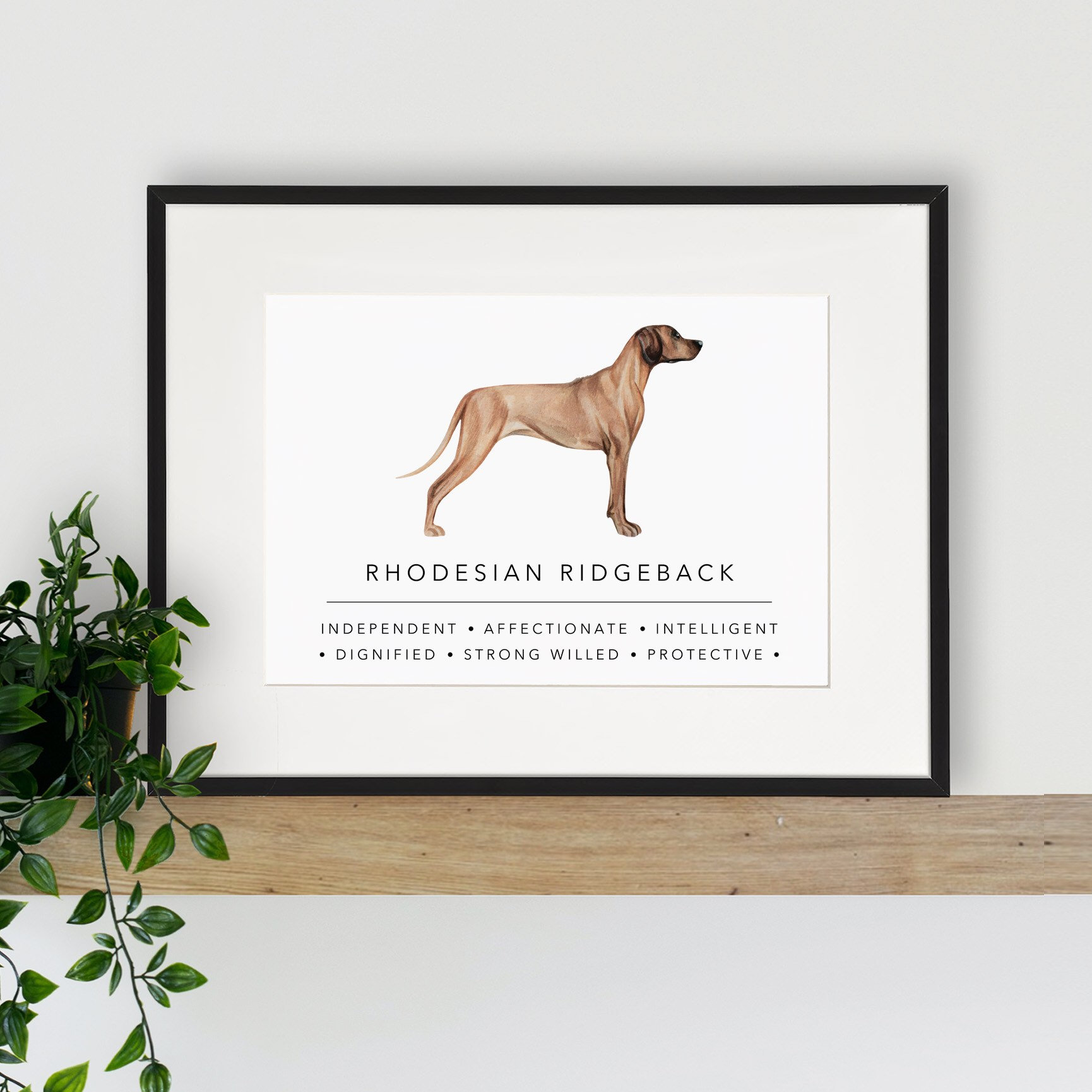 Are Rhodesian Ridgebacks Affectionate