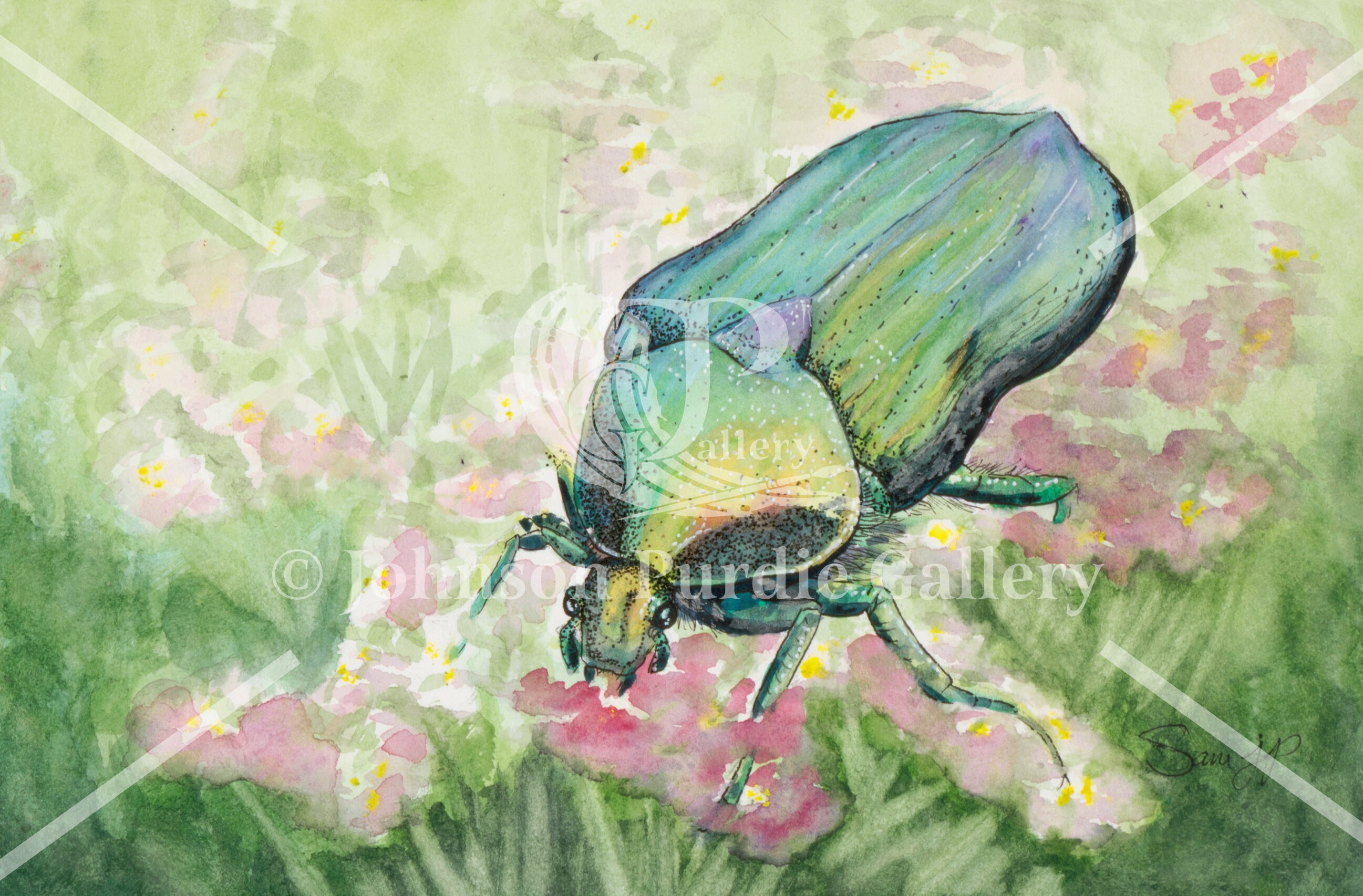 June Bug Art, Print of Original Watercolor, Insect Illustration - Etsy