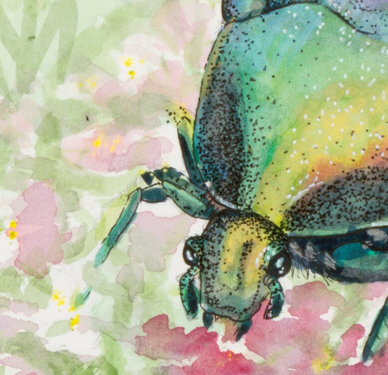 June Bug Art, Print of Original Watercolor, Insect Illustration - Etsy